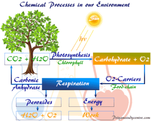 Environmental chemistry - Definition, Components, Ecosystem