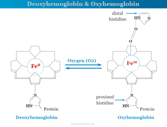 Hemoglobin - Structure, Range, Function, Levels
