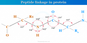 Amino Acids - Definition, Formula, Structure, Types, Examples