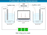 Capillary Electrophoresis - Instrument, System, Instrumentation