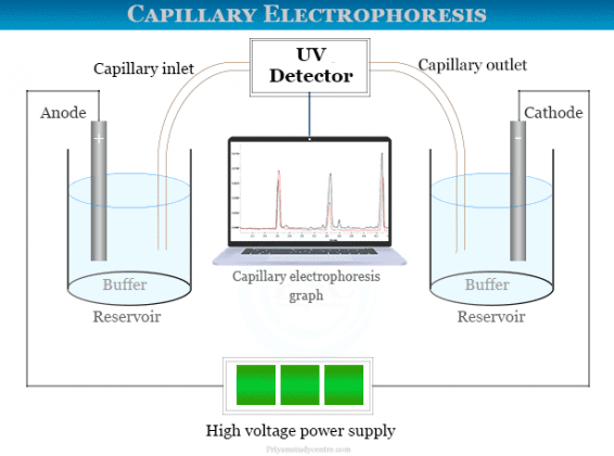 Capillary Electrophoresis - Instrument, System, Instrumentation