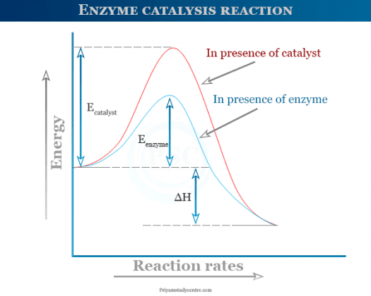 Enzymes - Function, Definition, Types, Examples