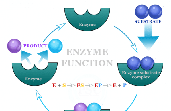 Biochemistry - Definition, Courses, Topics
