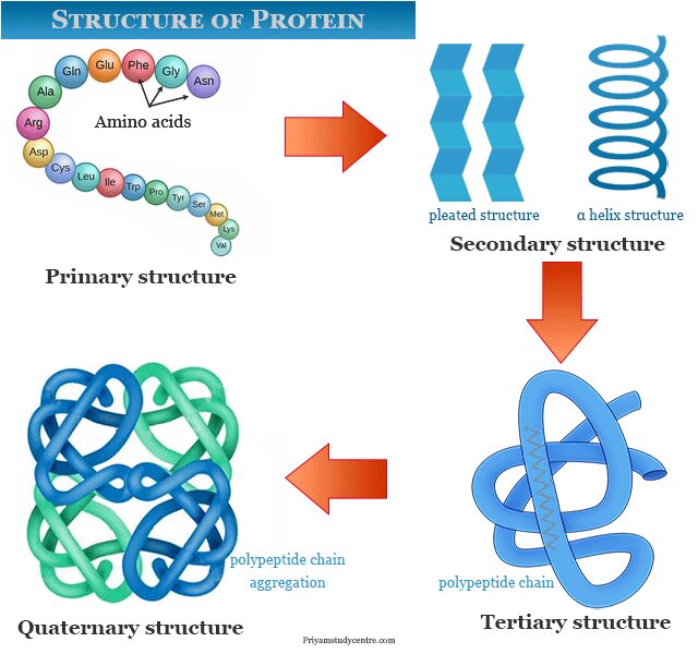 Simple Protein Molecule Structure Simple Protein Molecule Structure