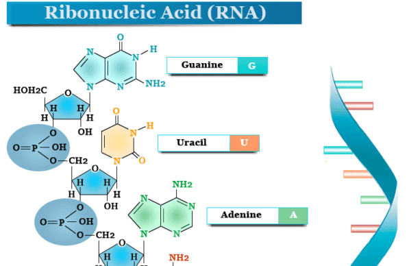 Biochemistry - Definition, Courses, Topics