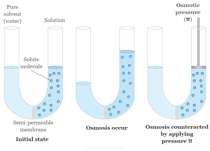 What Is Osmosis Definition Types Osmotic Pressure - vrogue.co What Is Osmosis Definition Types Osmotic Pressure - vrogue.co