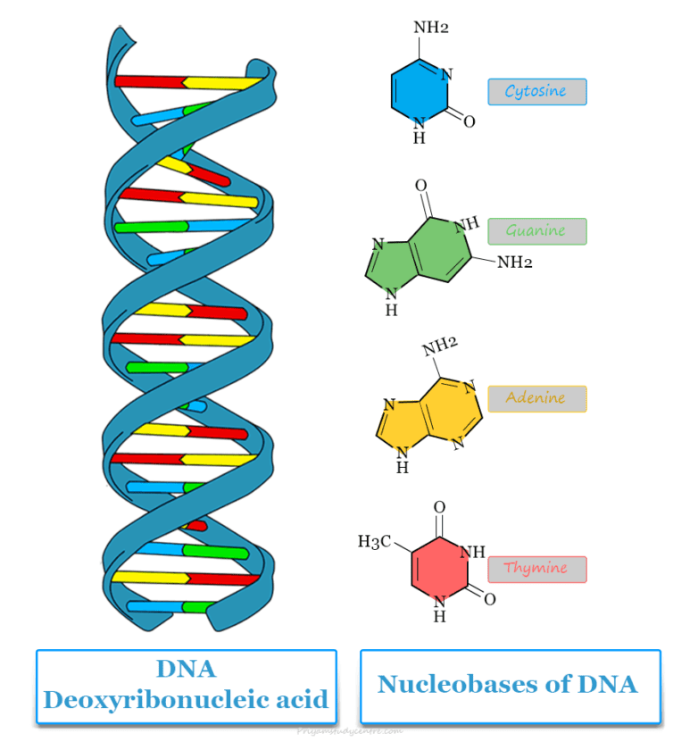 Deoxyribonucleic Acid Dna Structure Types Technology