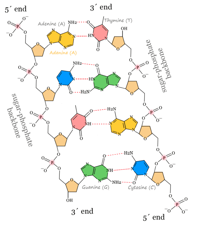 Deoxyribonucleic Acid - DNA - Structure, Types, Technology