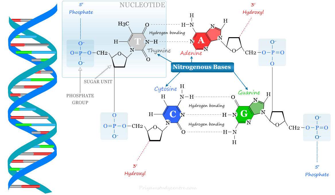 Nucleic Acids Dna And Rna Structure Sequence Function