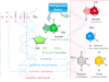 Nucleotide - DNA and RNA - Structure, Synthesis