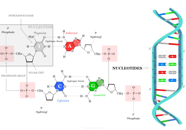 Nucleotide - DNA and RNA - Structure, Synthesis
