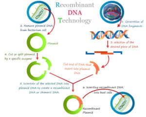 Recombinant DNA Technology - Definition, Process, Uses