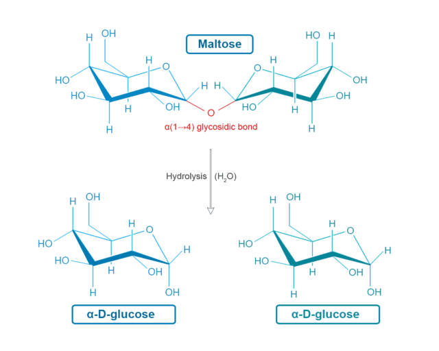 Maltose Sugar - Formula, Structure, Hydrolysis, Sources