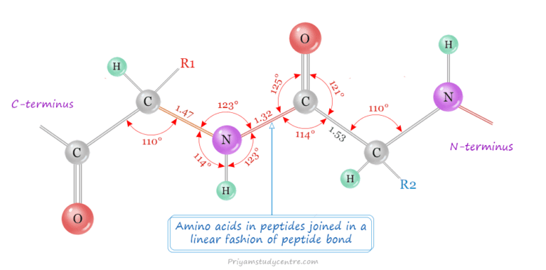 Peptides - List, Benefits, Structure, Sources, Uses