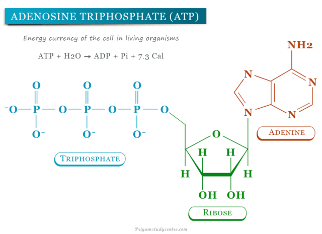 Adenosine Triphosphate - ATP - Energy, Cycle, Structure